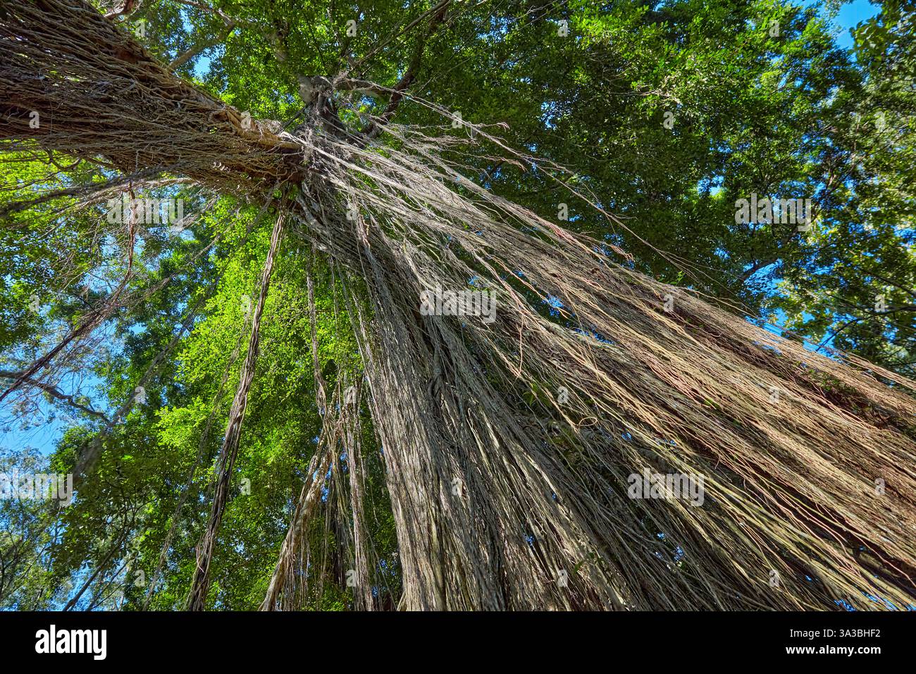 A view from below of long aerial roots hanging down from a large banyan ...