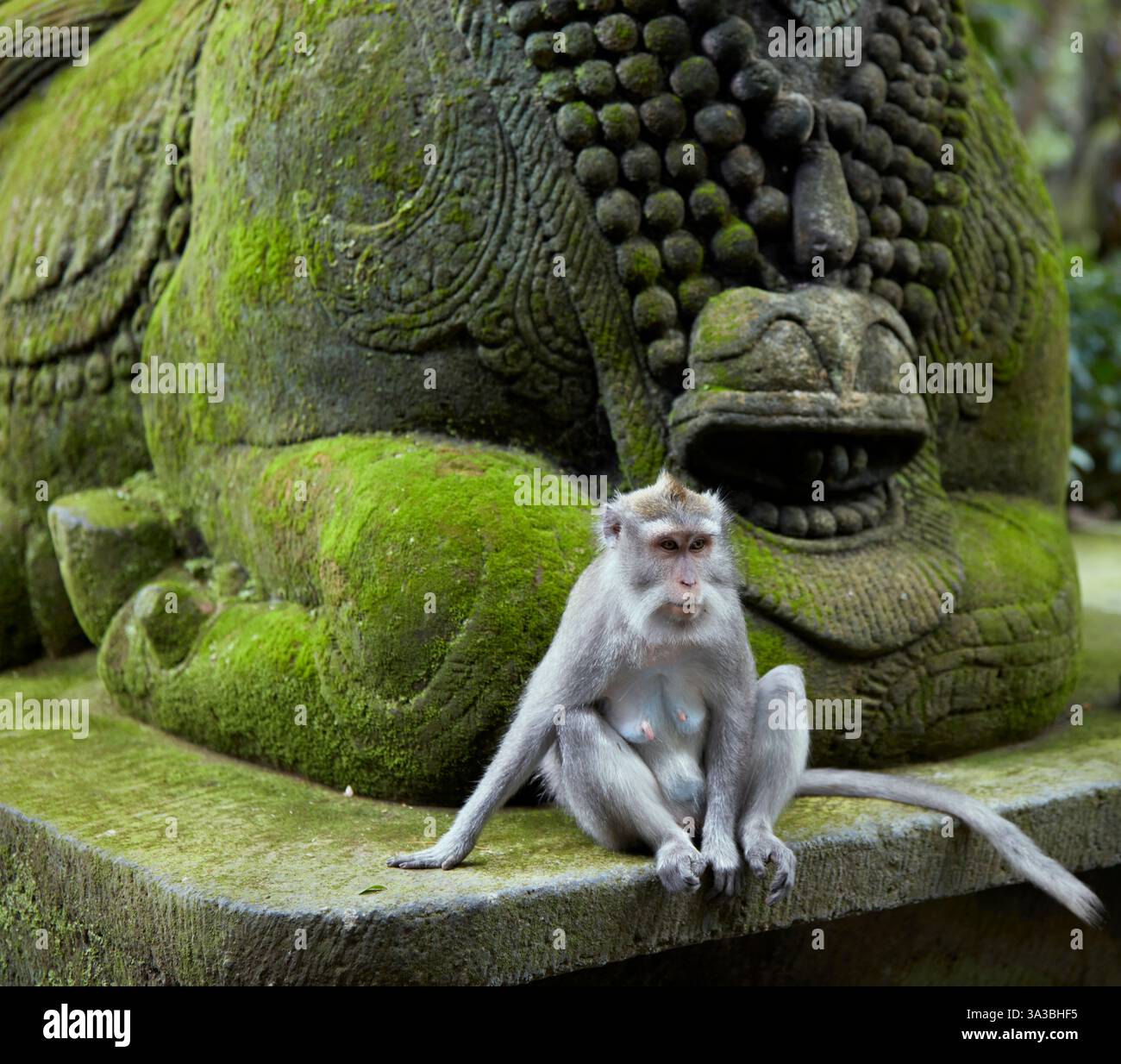Long tailed macaque monkey forest ubud hi-res stock photography and ...