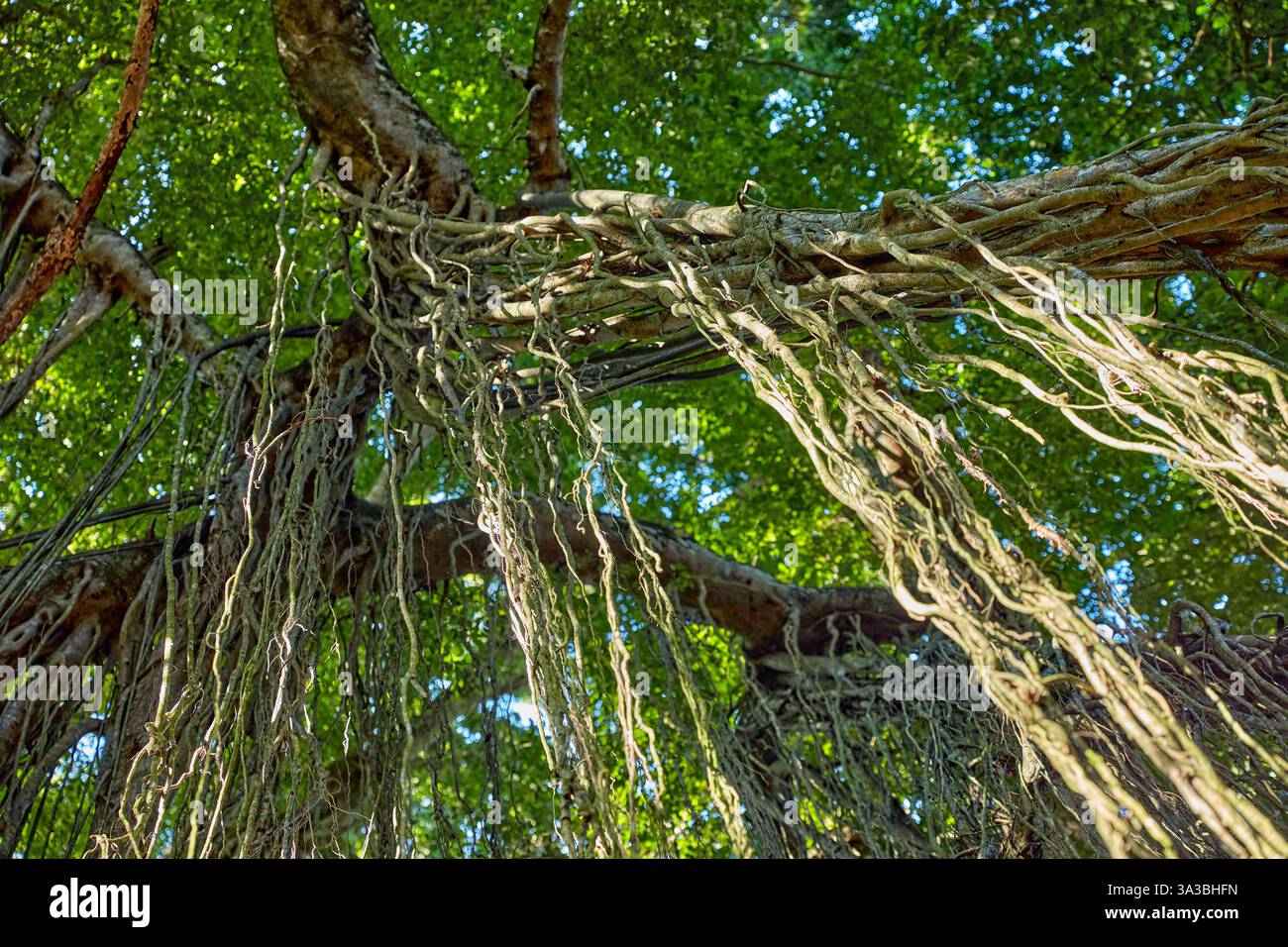 A view from below of long aerial roots hanging down from a large banyan tree in the Sacred ...
