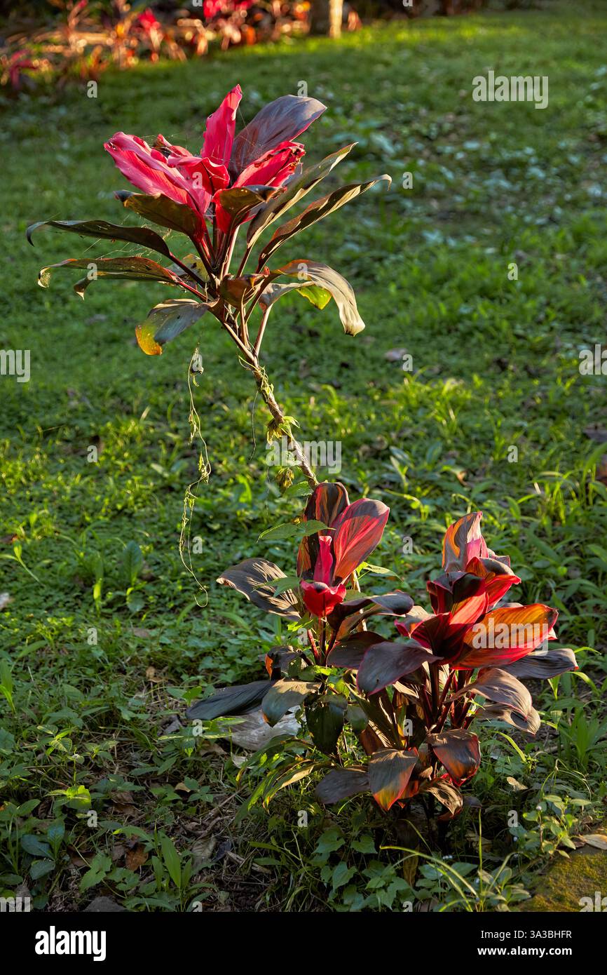 Close up of Ti plant (Cordyline fruticosa) with reddish purple leaves ...