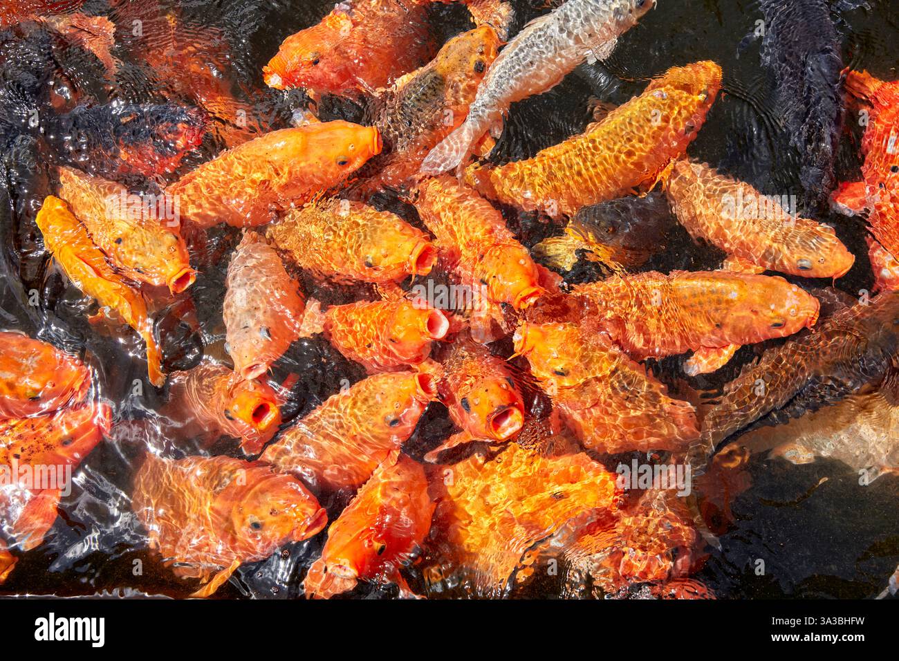 Colorful koi fish feeding frenzy in the pond at Tirta Empul Temple ...