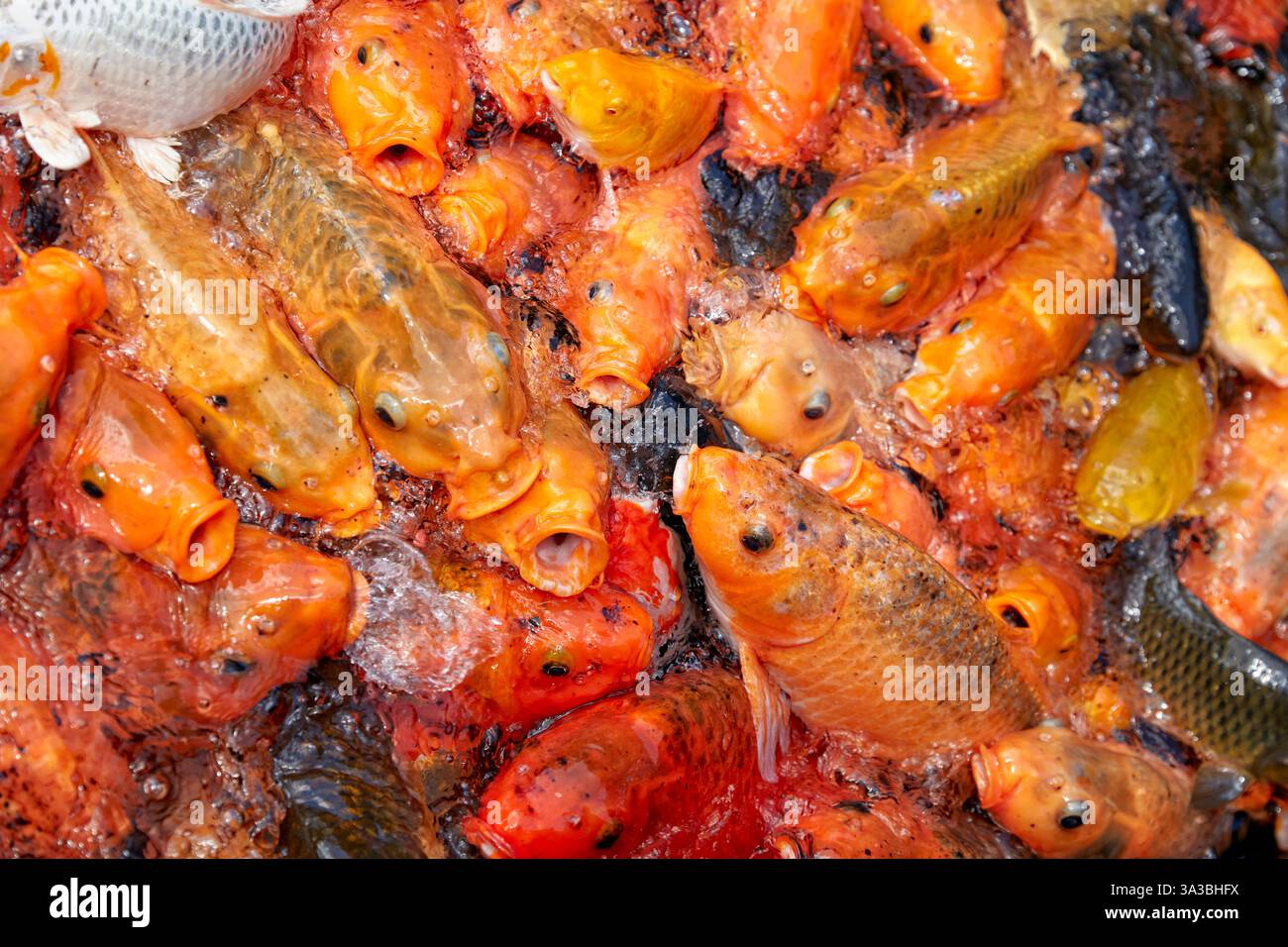 Colorful koi fish feeding frenzy in the pond at Tirta Empul Temple ...
