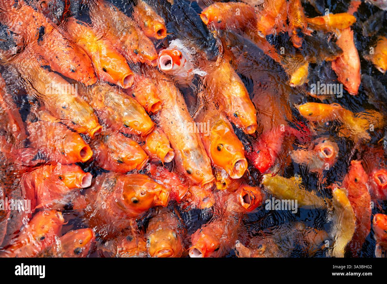Colorful koi fish feeding frenzy in the pond at Tirta Empul Temple ...