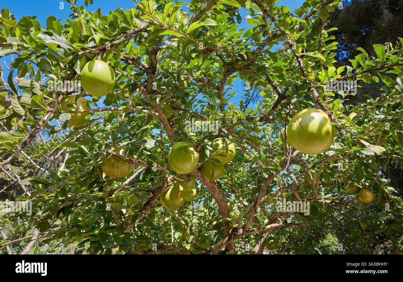 A view from below of bael, aka Bengal quince (Aegle marmelos) fruits ...