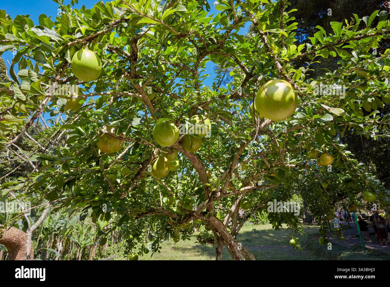A view from below of bael, aka Bengal quince (Aegle marmelos) fruits ...