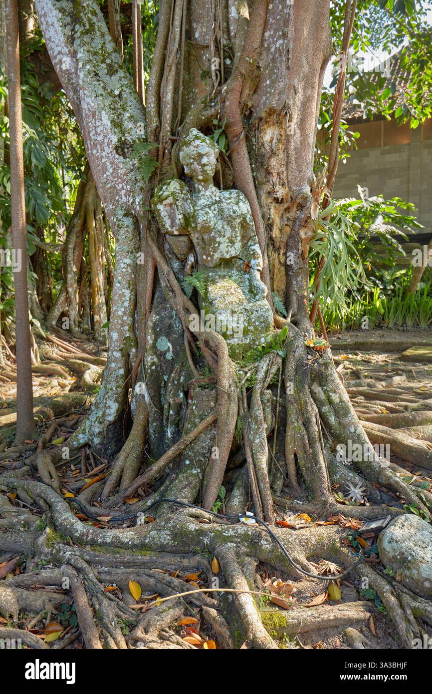 A stone statue entangled in the roots of a banyan tree (Ficus ...