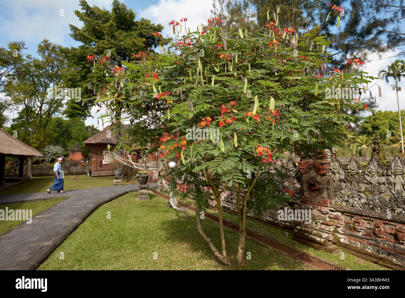 Flowering dwarf poinciana, aka peacock flower (Caesalpinia pulcherrima ...