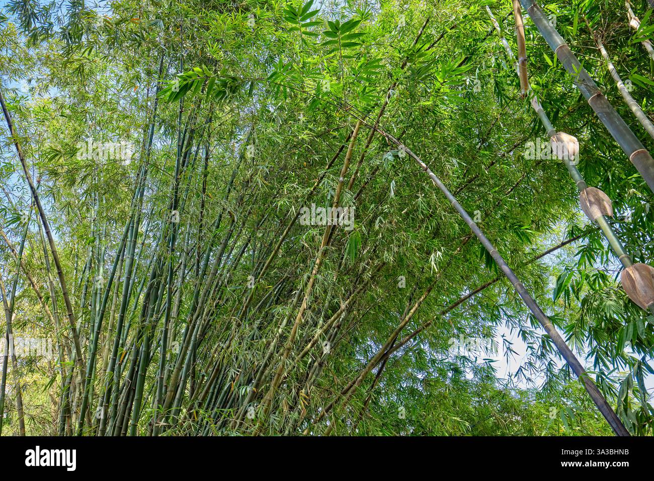 Close up of common bamboo (Bambusa vulgaris) culms (stems) with green ...