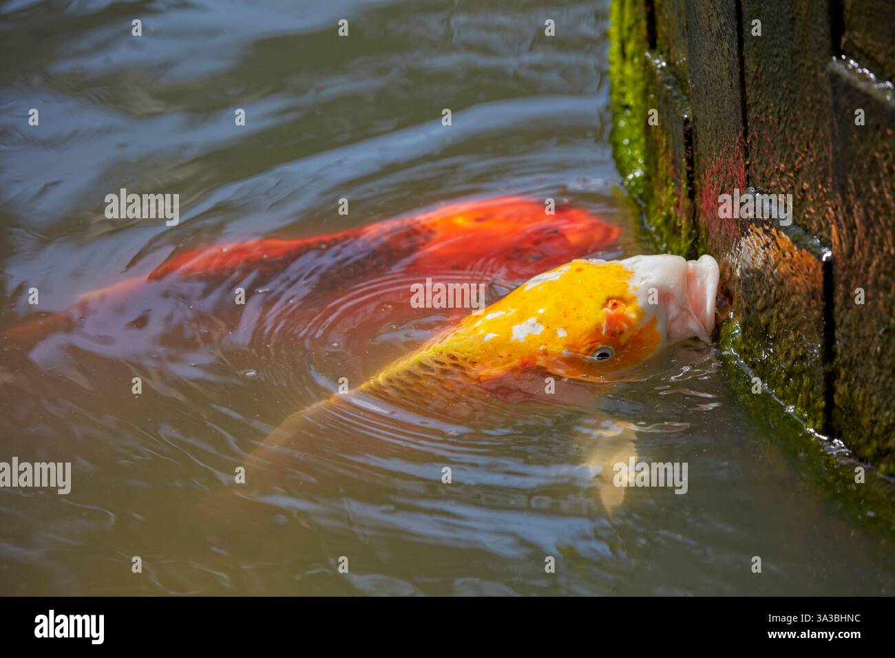 Hungry colorful koi fish scrubbing algae off the pool wall above the ...