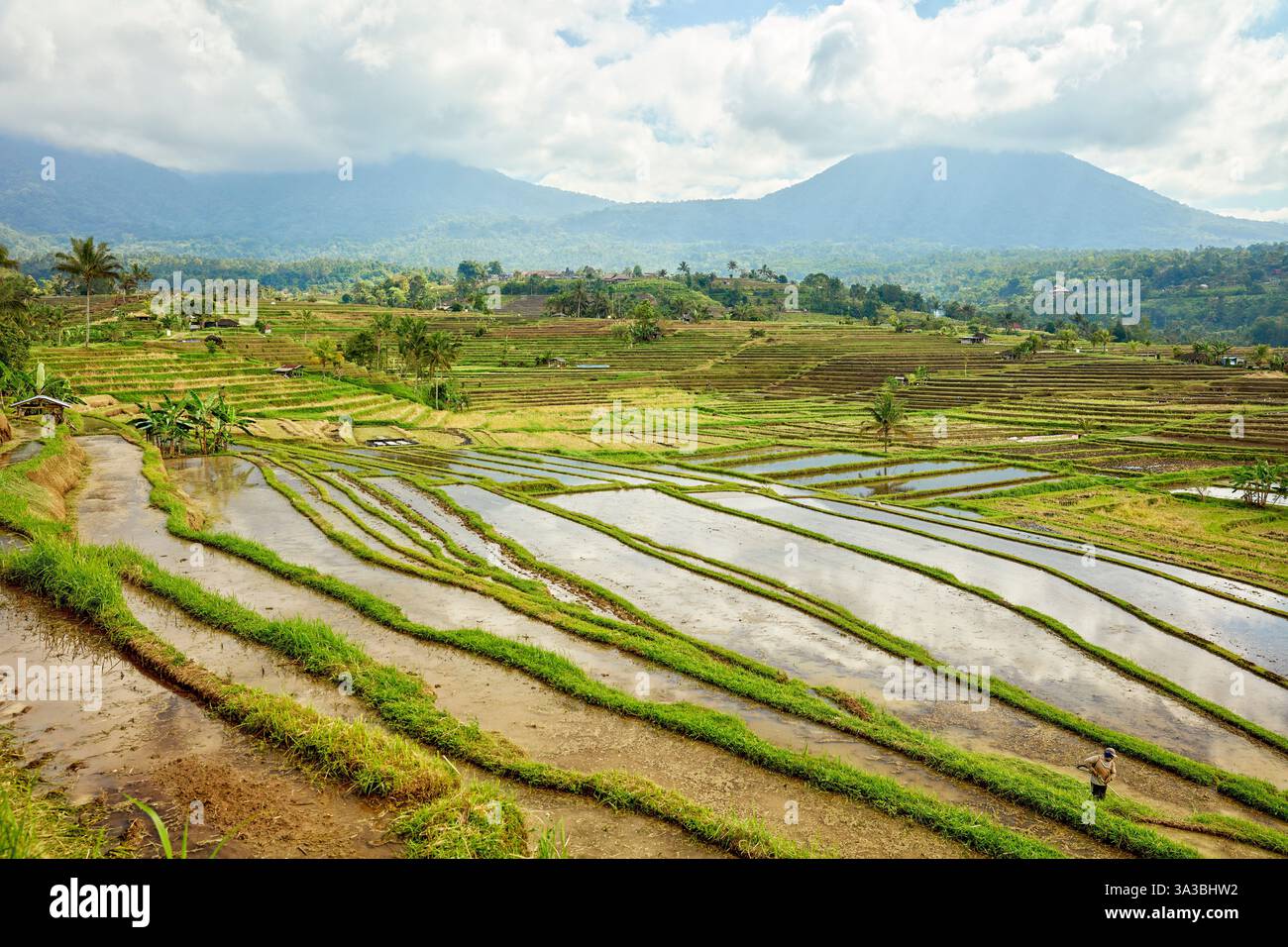 Scenic view of flooded Jatiluwih Rice Terraces using traditional Subak irrigation system and ...