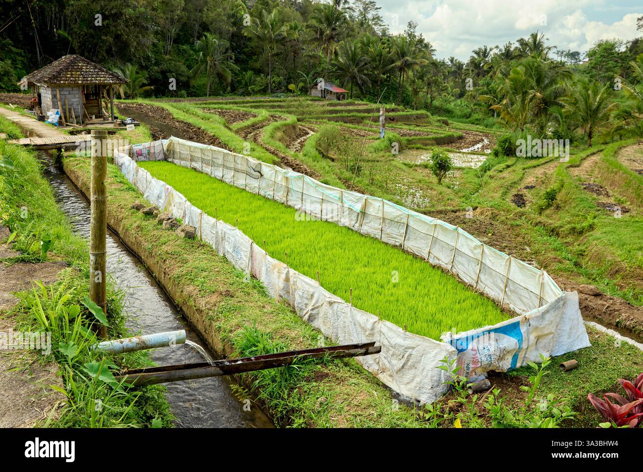 Traditional Balinese Subak irrigation system used at Jatiluwih Rice Terraces recognized as ...