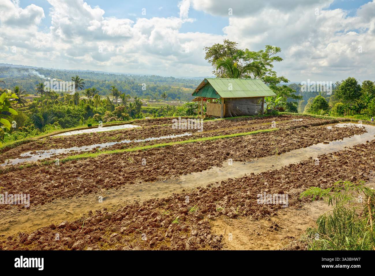 Сultivated soil in a rice field at Jatiluwih Rice Terraces recognized ...