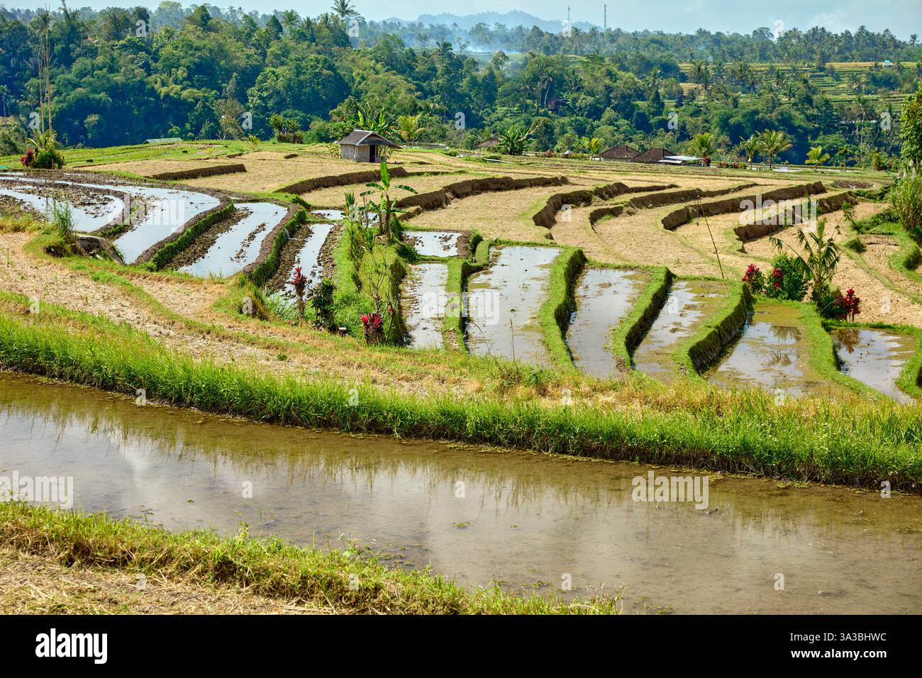 Scenic view of flooded Jatiluwih Rice Terraces using traditional Subak irrigation system and ...