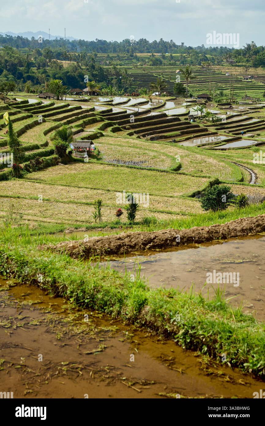 Scenic view of Jatiluwih Rice Terraces using traditional Subak ...