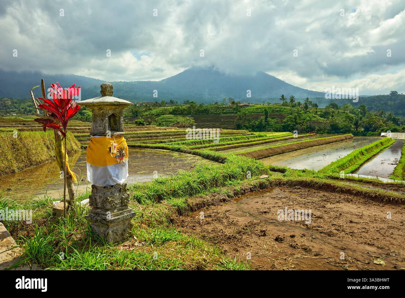 Scenic view of Jatiluwih Rice Terraces using traditional Subak irrigation system and recognized ...