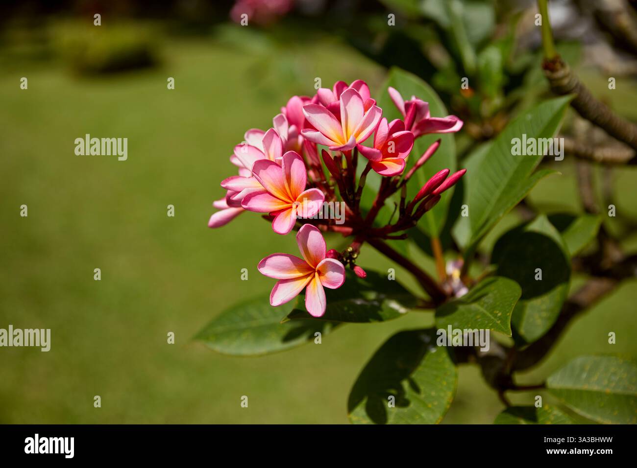 Bali flowers plumeria flowers bali hi-res stock photography and images ...