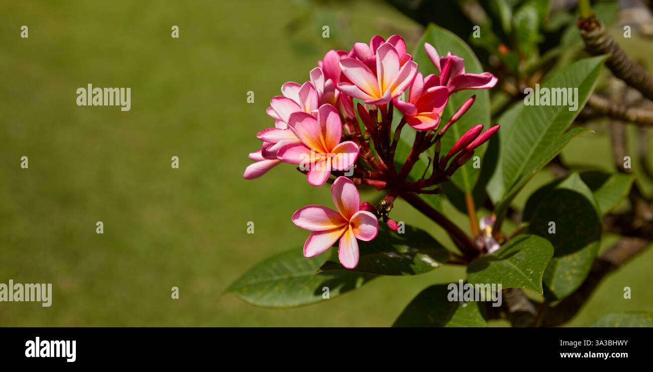 Bali flowers plumeria flowers bali hi-res stock photography and images ...
