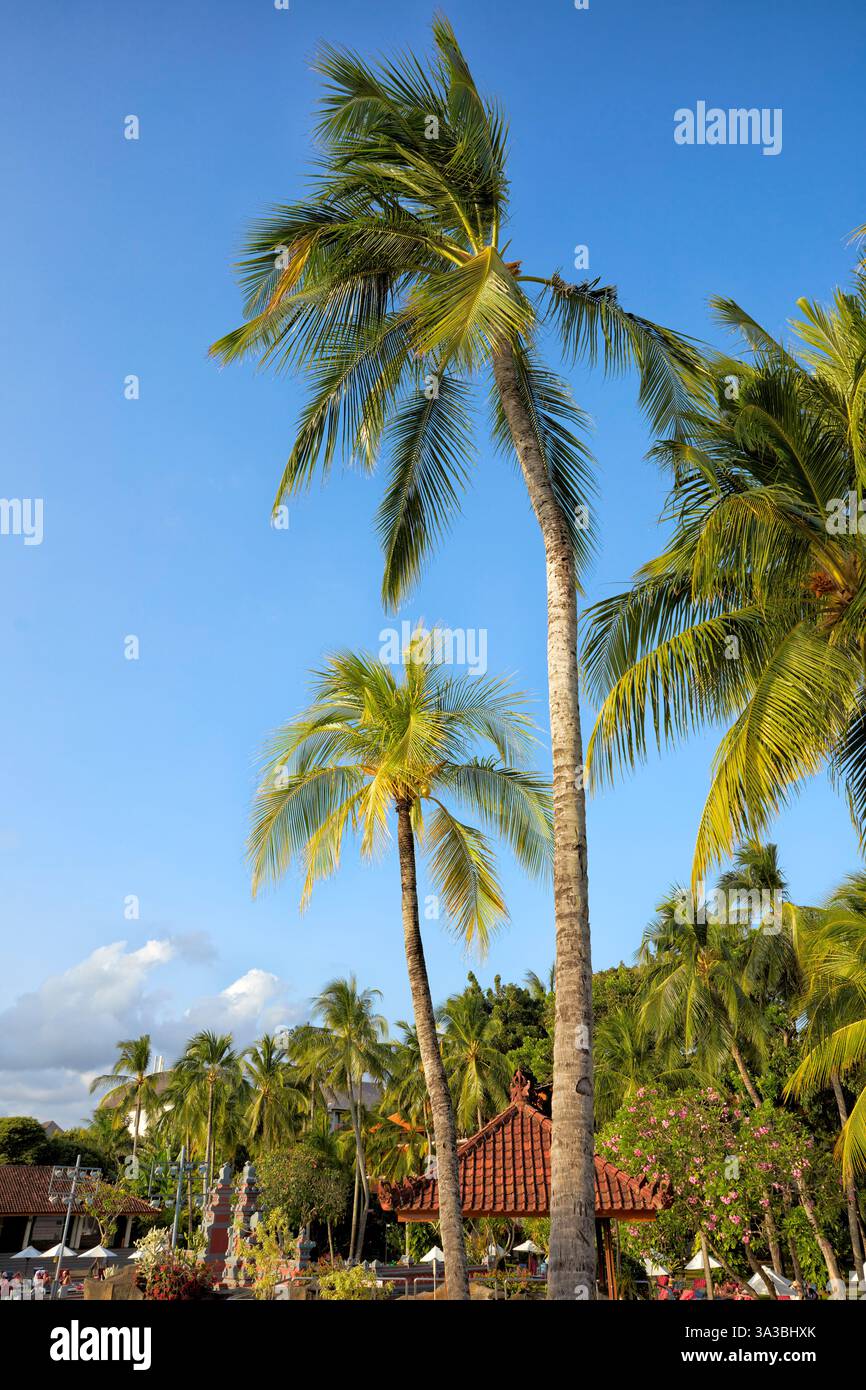Tall coconut palms (Cocos nucifera) growing at Jerman Beach. Kuta, Bali ...