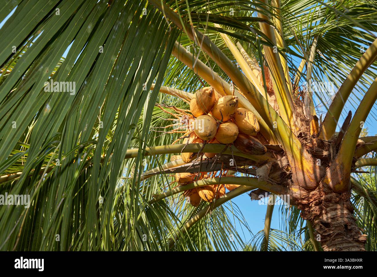 Close up of ripe yellow coconuts on a coconut palm (Cocos nucifera ...