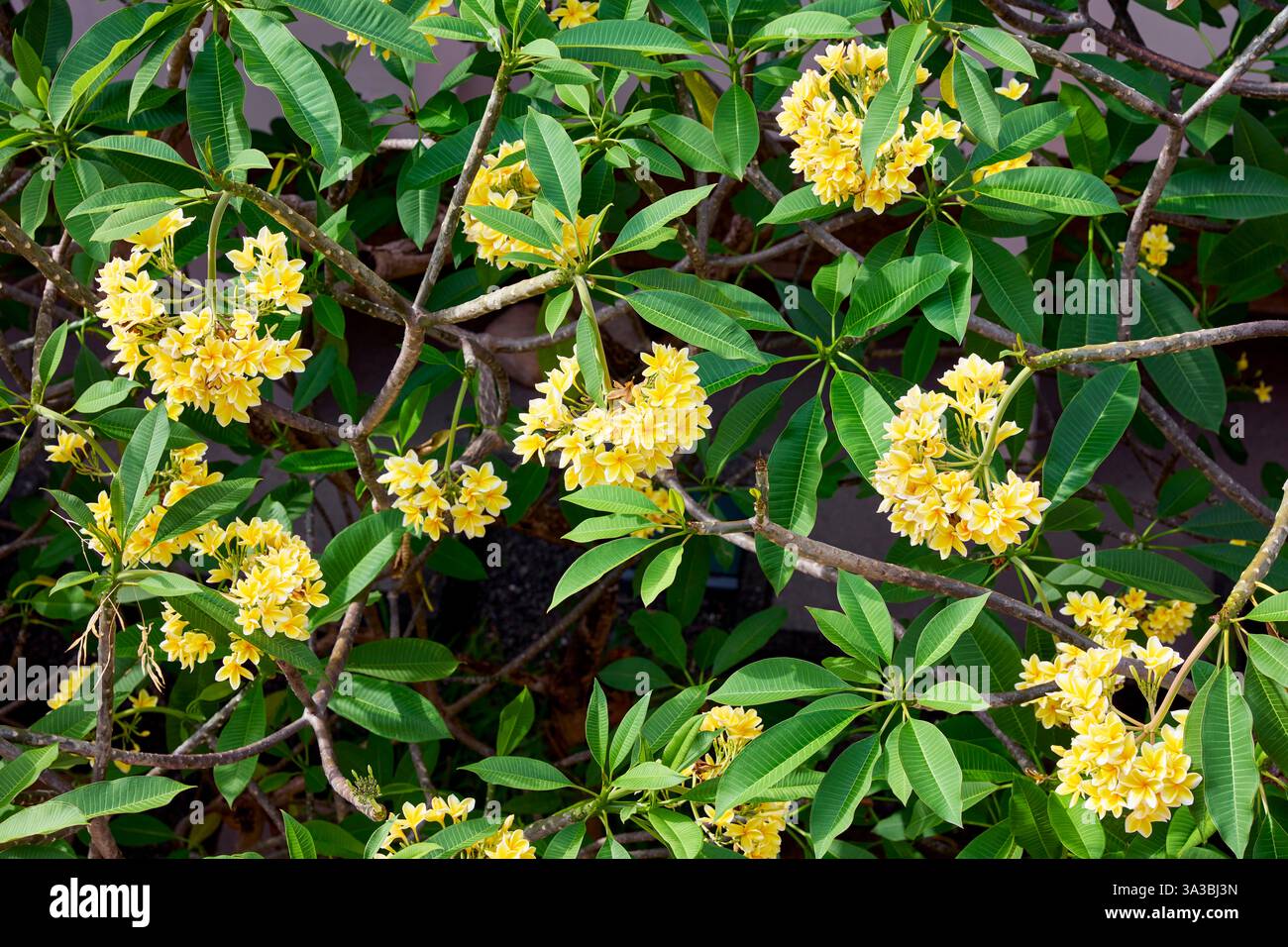 Bali flowers plumeria flowers bali hi-res stock photography and images ...