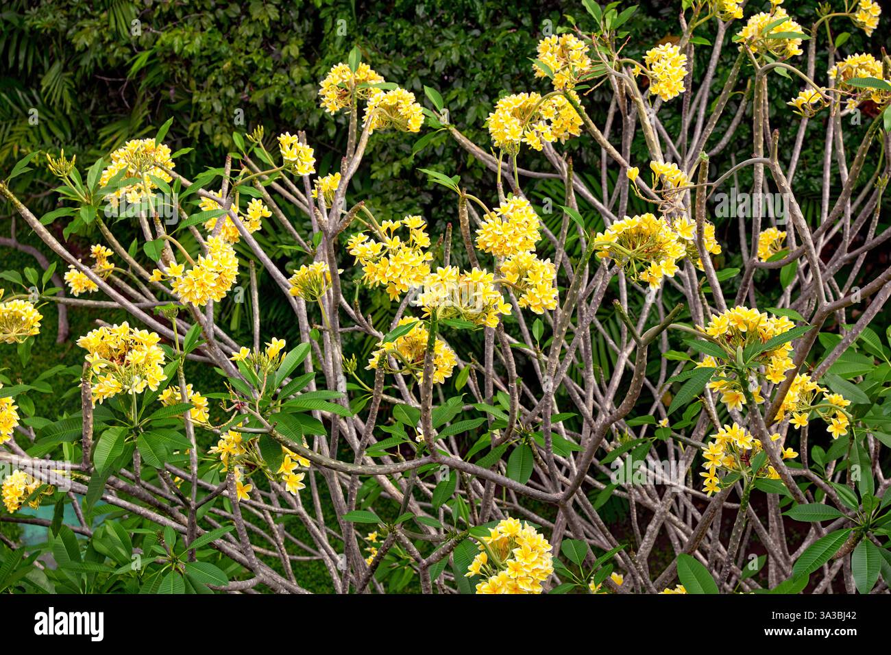 Bali flowers plumeria flowers bali hi-res stock photography and images ...
