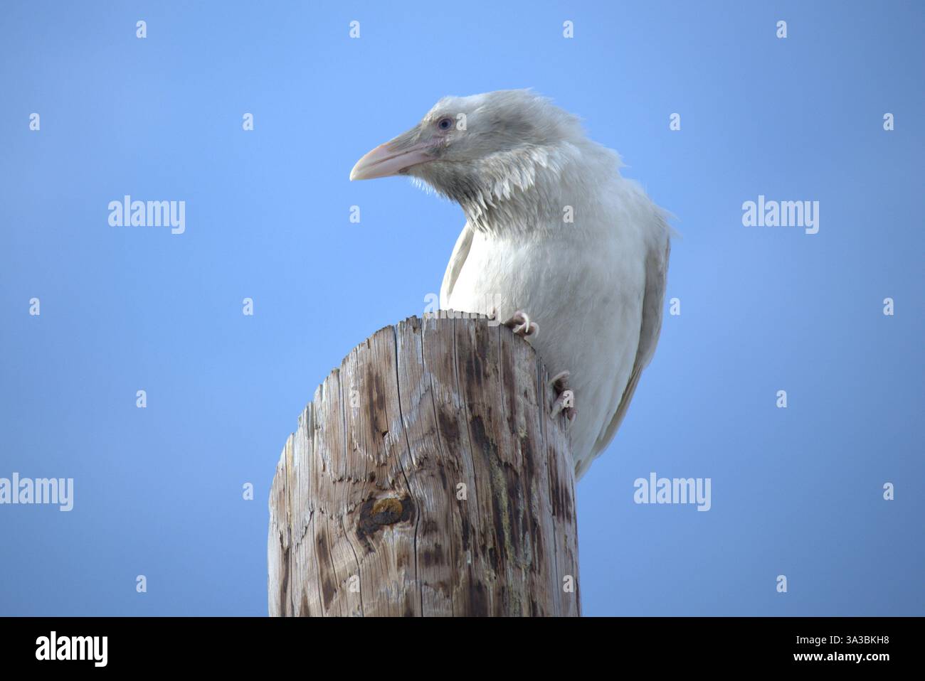 Rare White Raven Curved Neck Stock Photo - Alamy