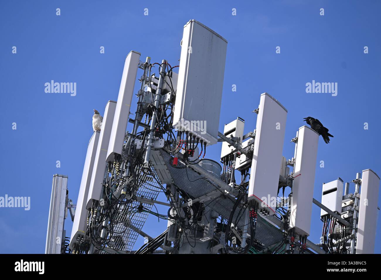 Rare White Raven on Tower Stock Photo - Alamy