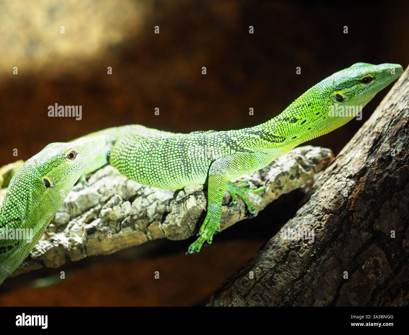 Relaxed poses capture hi-res stock photography and images - Alamy