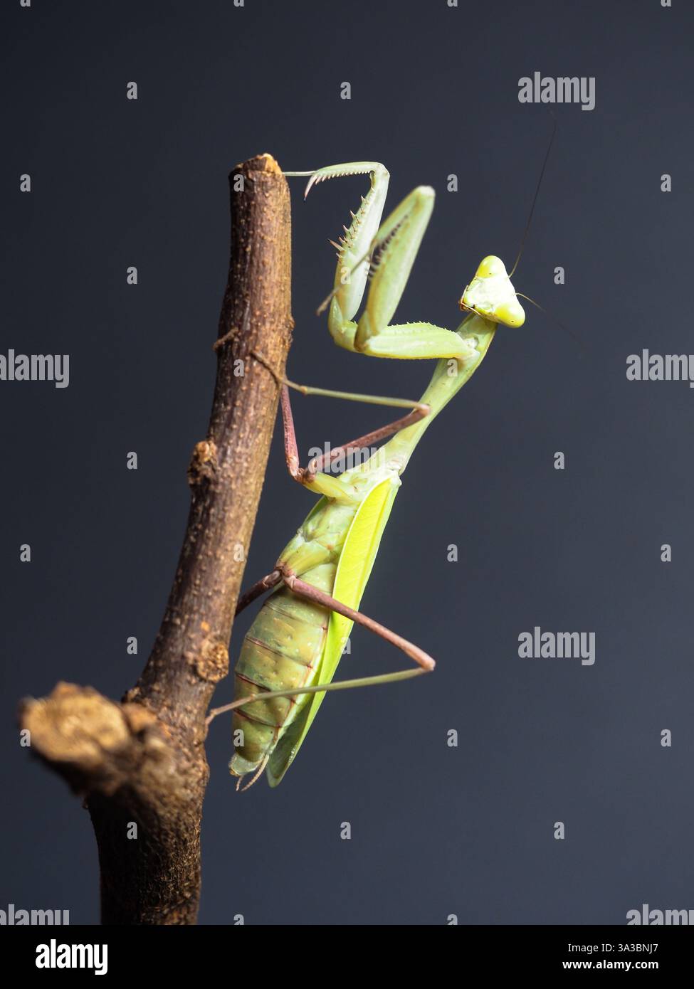A close-up of a green praying mantis perched on a curved, textured ...