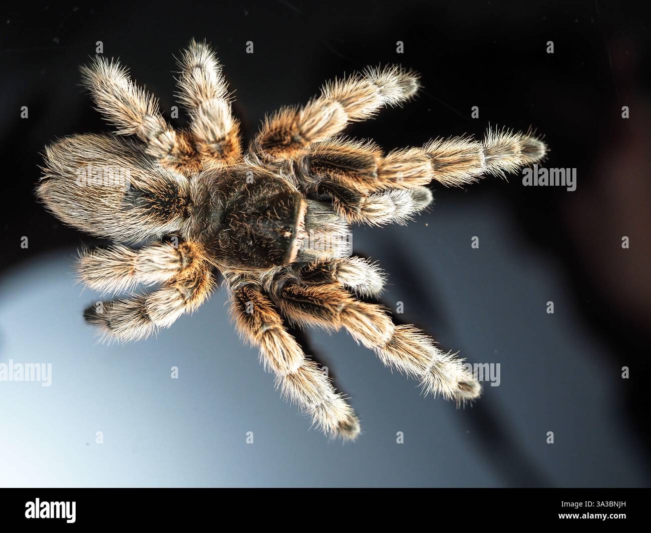 A close-up of a hairy tarantula sitting on a glossy black surface. The ...