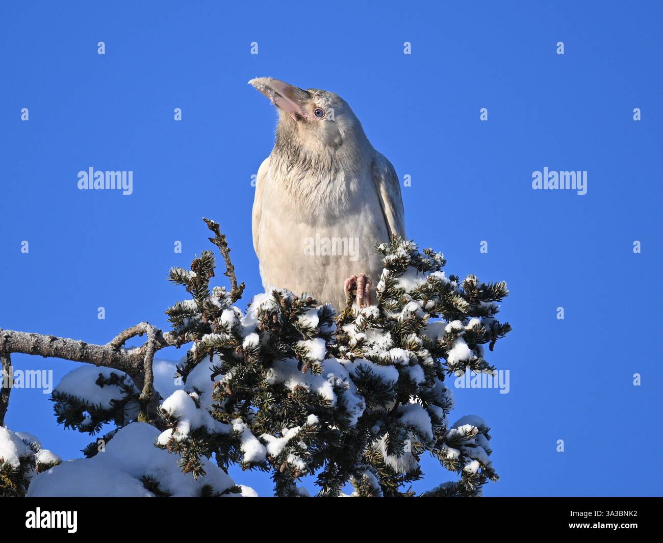 Rare White Raven Enjoying the Sun Stock Photo - Alamy
