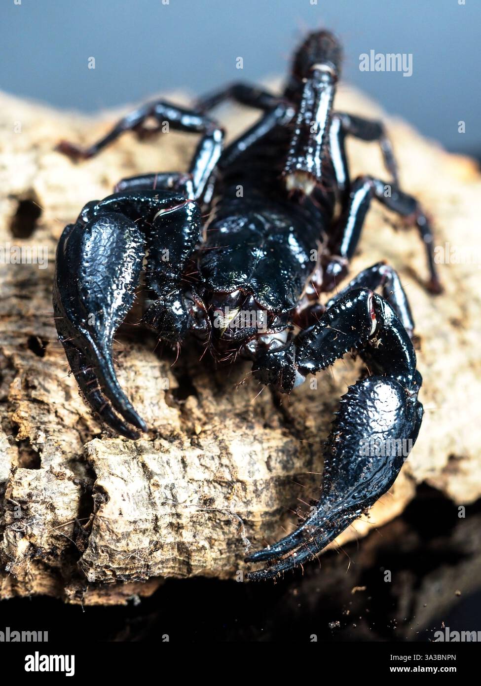 A close-up of a glossy black scorpion resting on a textured piece of ...
