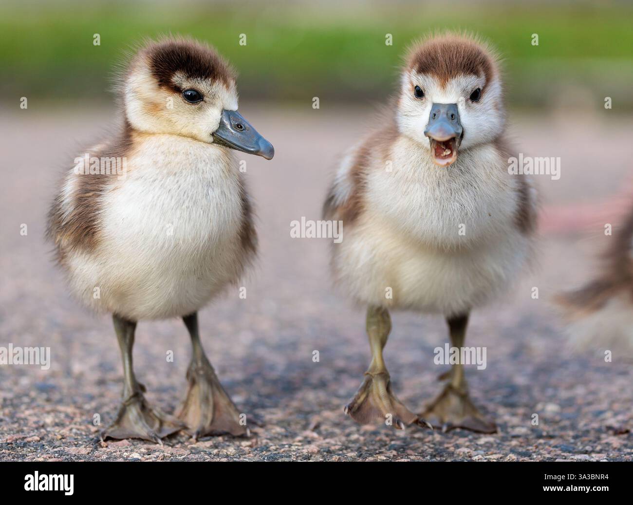 Nile goose barnacle geese hi-res stock photography and images - Alamy