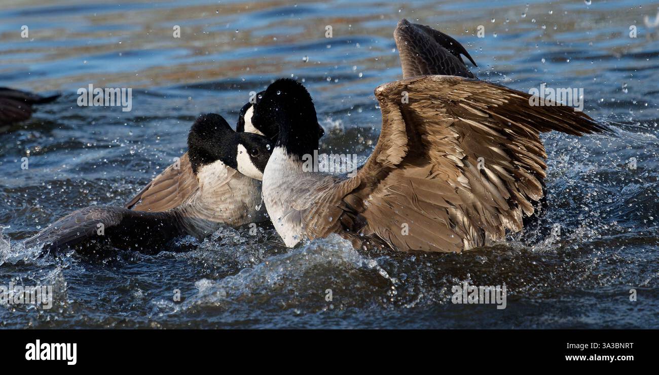 Oie de bernache hi-res stock photography and images - Alamy