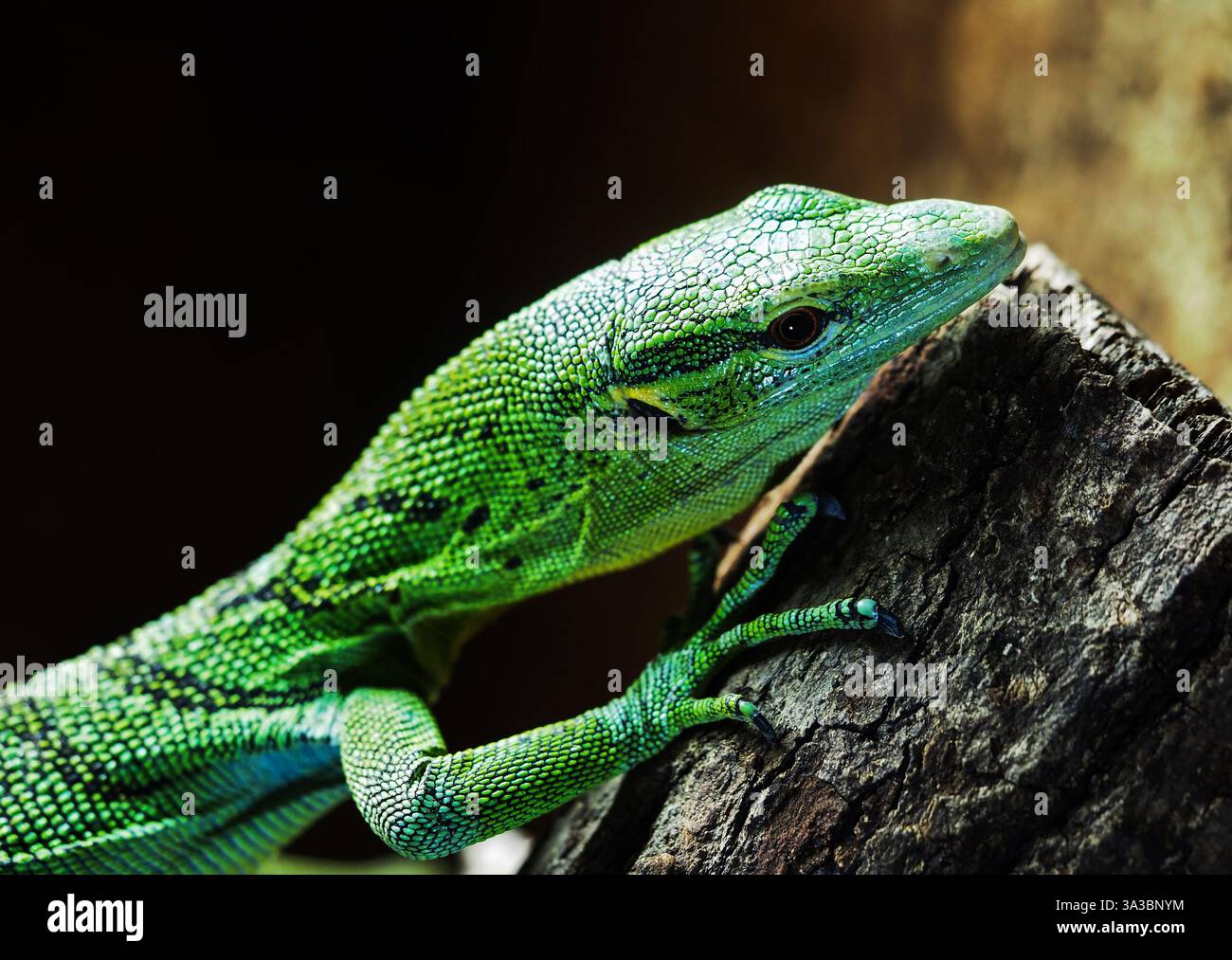 A close-up of a vibrant green lizard resting on a rough, textured piece ...