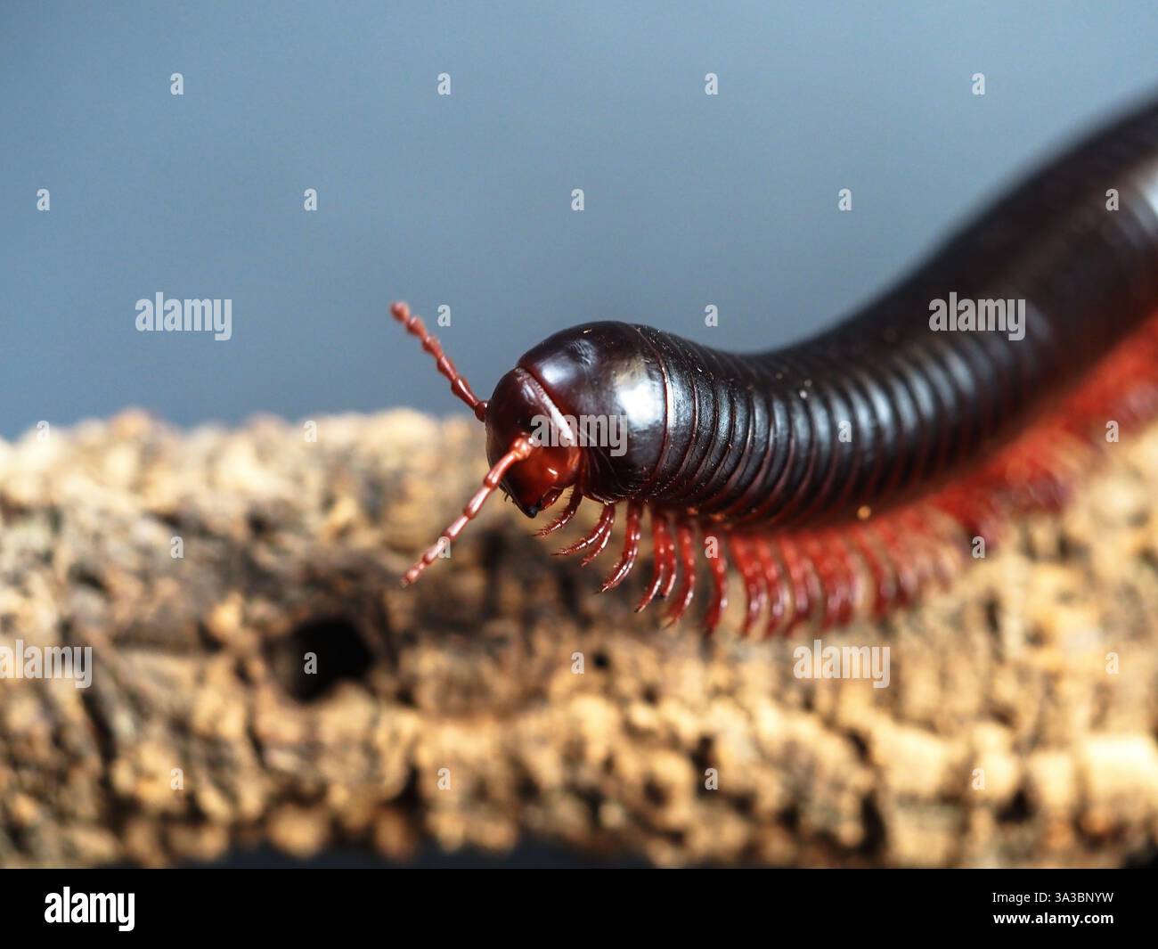 A close-up of a large millipede on a textured piece of wood. Its glossy ...