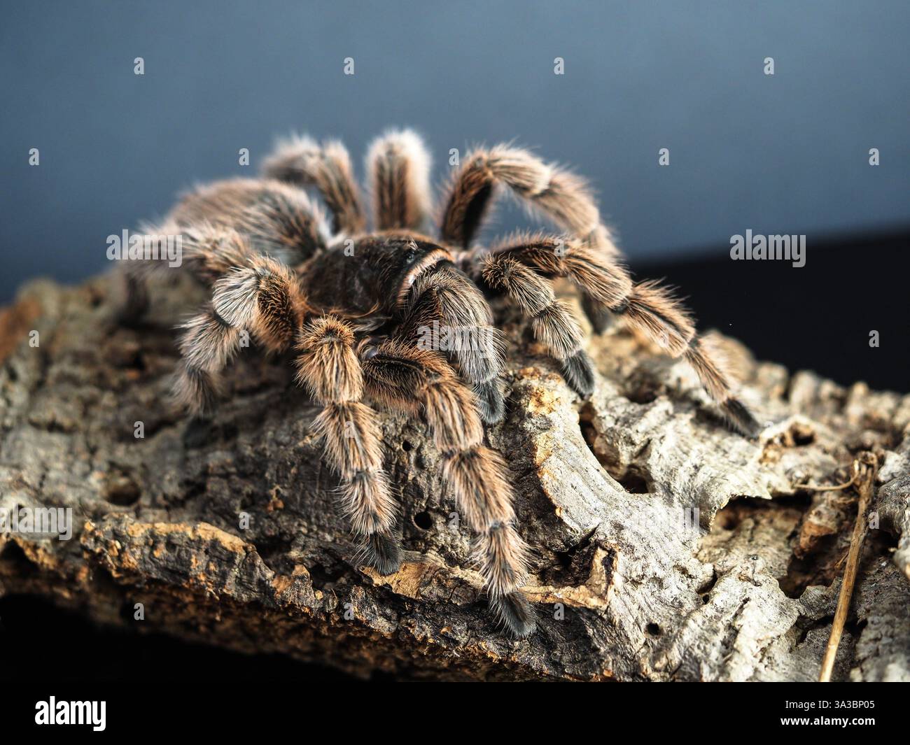 A close-up of a hairy tarantula resting on a textured piece of wood ...