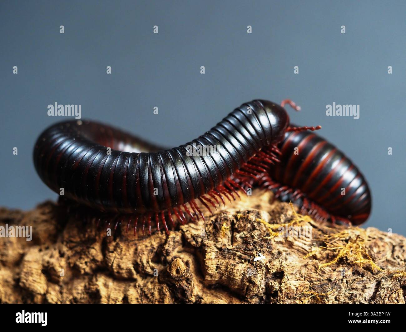 A close-up of a large millipede on a textured piece of wood. Its glossy ...