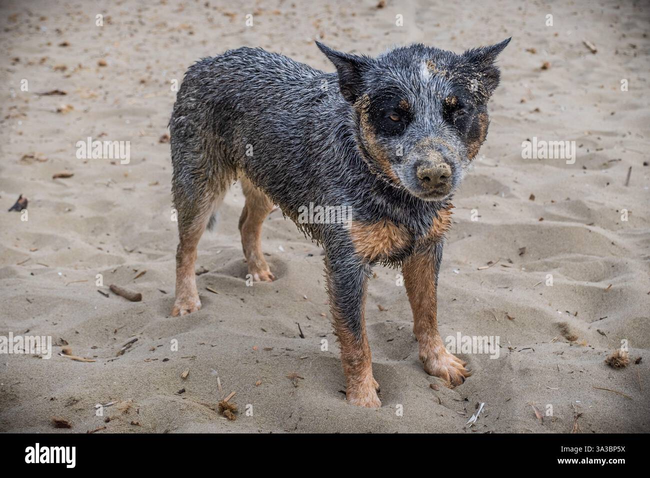 Bunji, the australian Cattle dog playing on a beach Stock Photo - Alamy