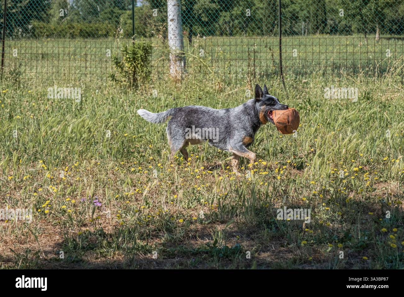 Bunji, the australian Cattle dog playing in a meadow Stock Photo - Alamy
