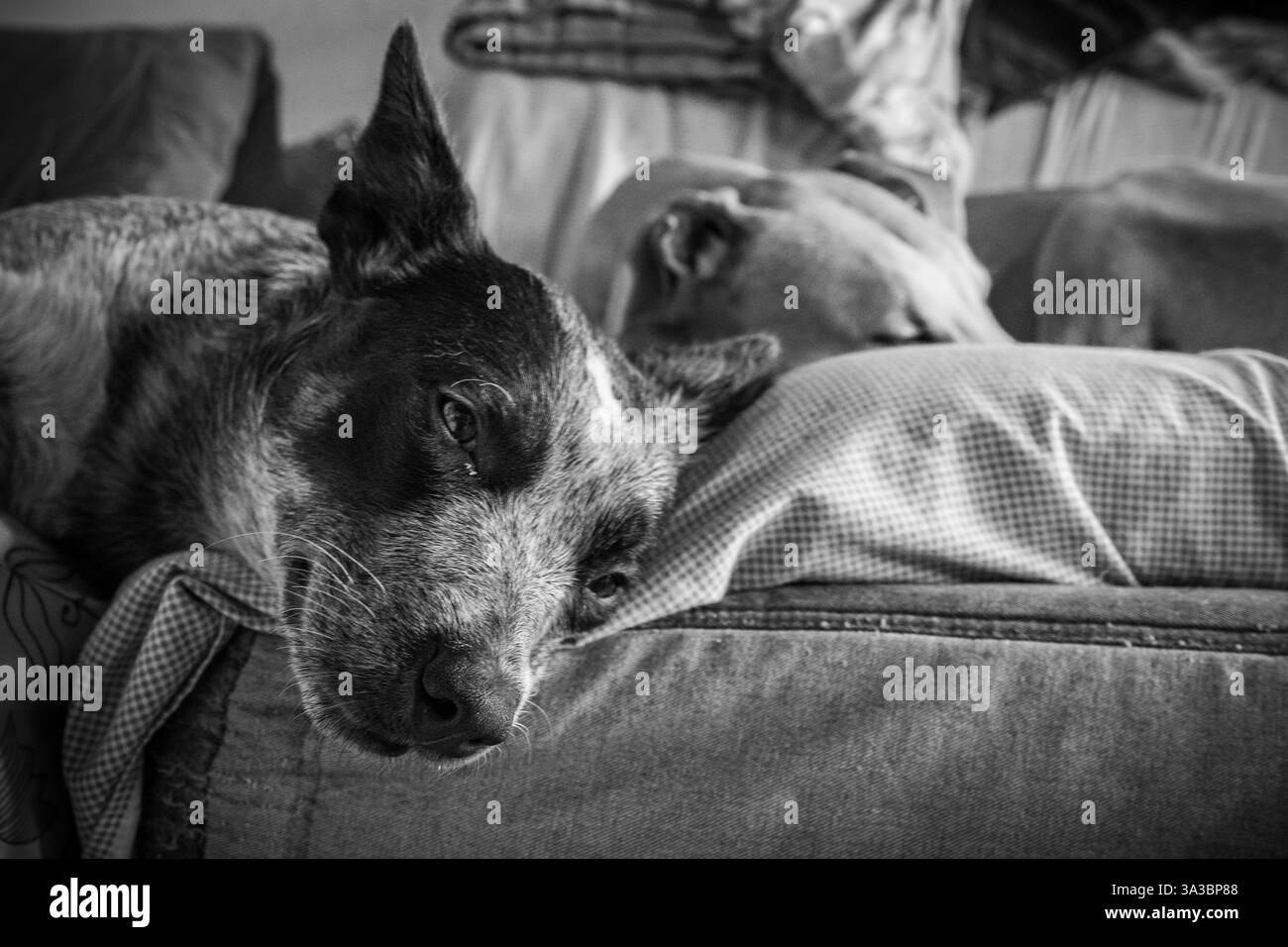 Bunji, the australian cattle dog, having a nap Stock Photo - Alamy