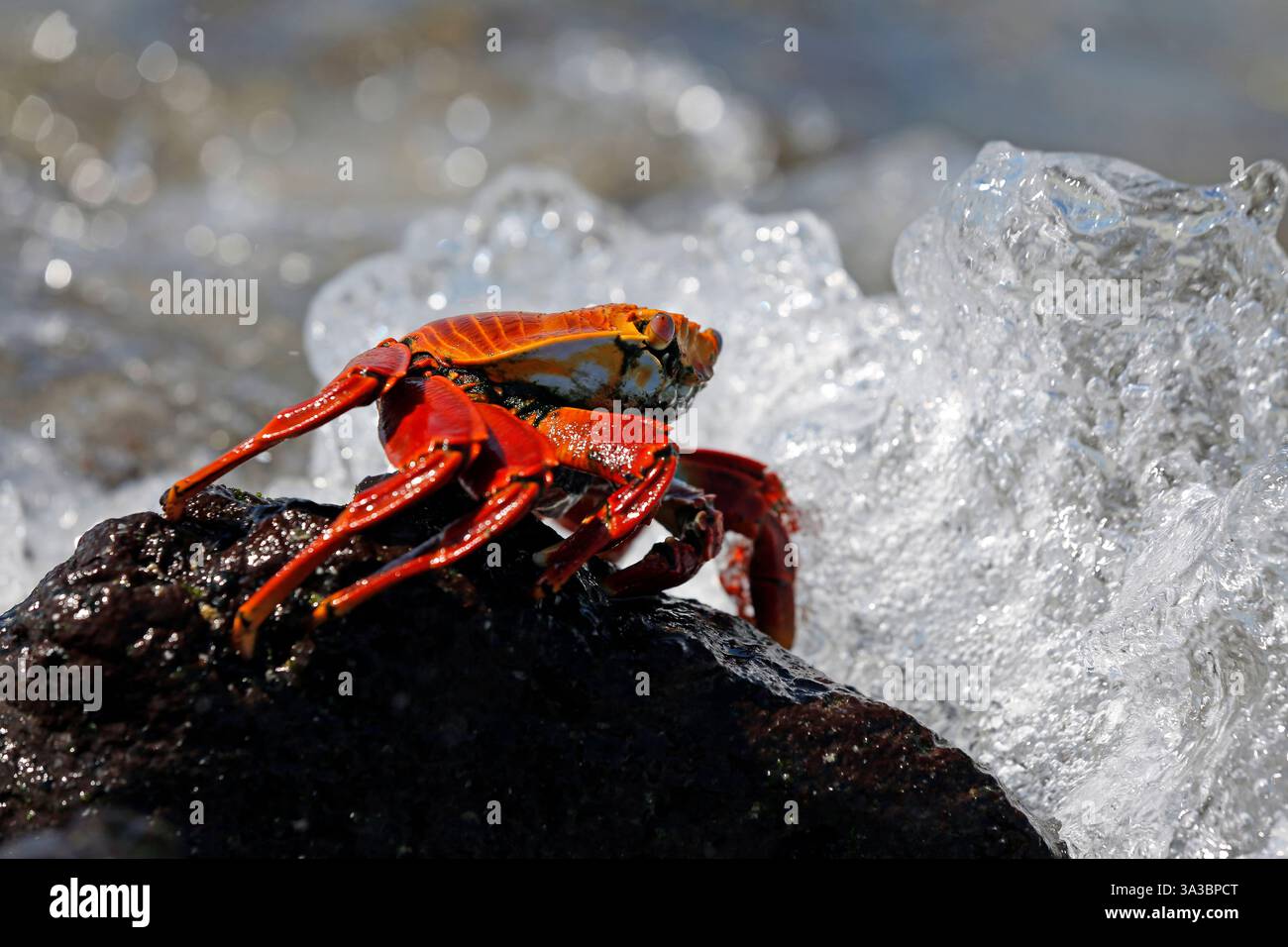 Red Rock Crab (Grapsus grapsus, aka Sally Lightfoot Crab) on Black Rock, facing water splashing ...
