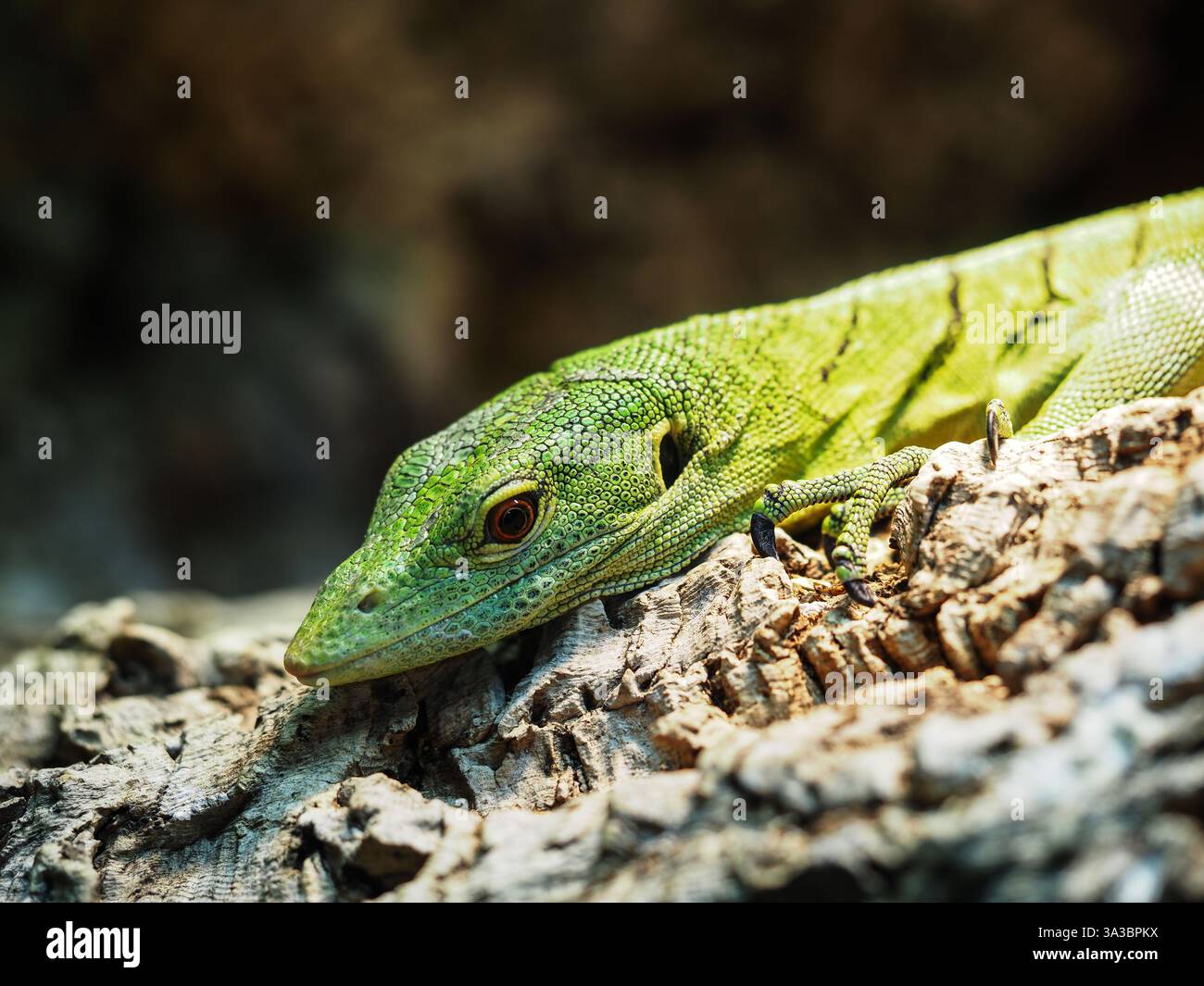 Garham, Germany. 4th Mar, 2025. A close-up of a vibrant green lizard ...
