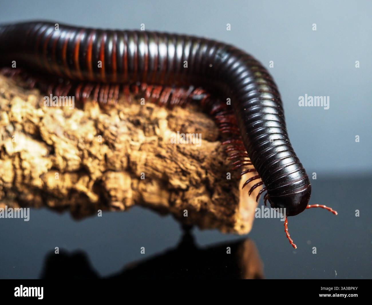 Garham, Germany. 4th Mar, 2025. A close-up of a large millipede on a ...