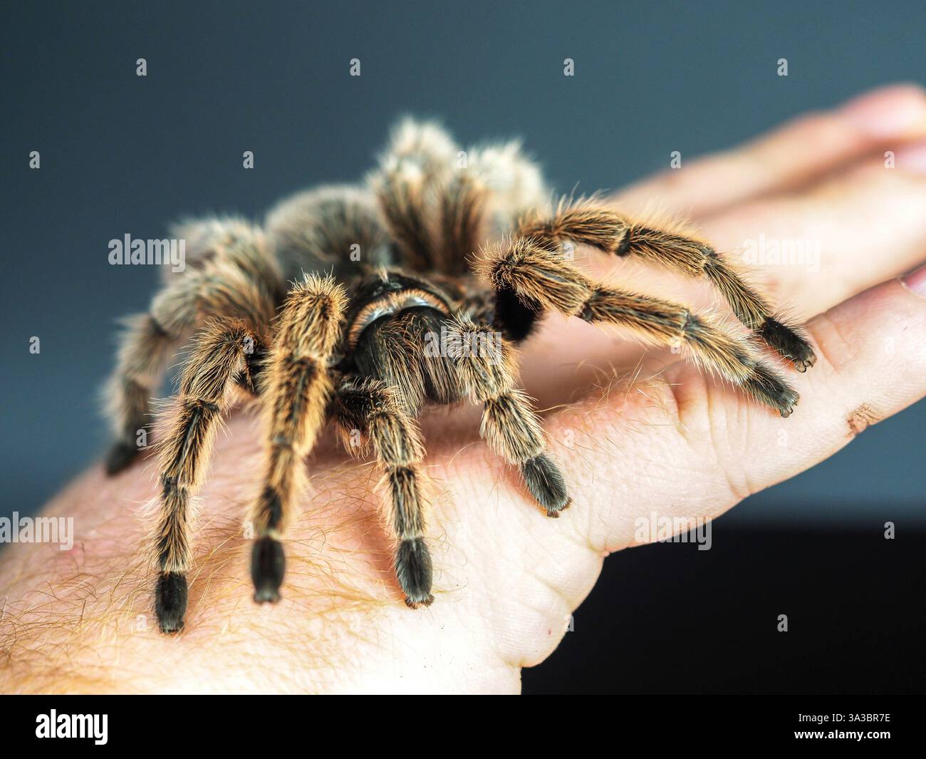 March 4, 2025, Garham, Germany: A close-up of a hairy tarantula sitting ...