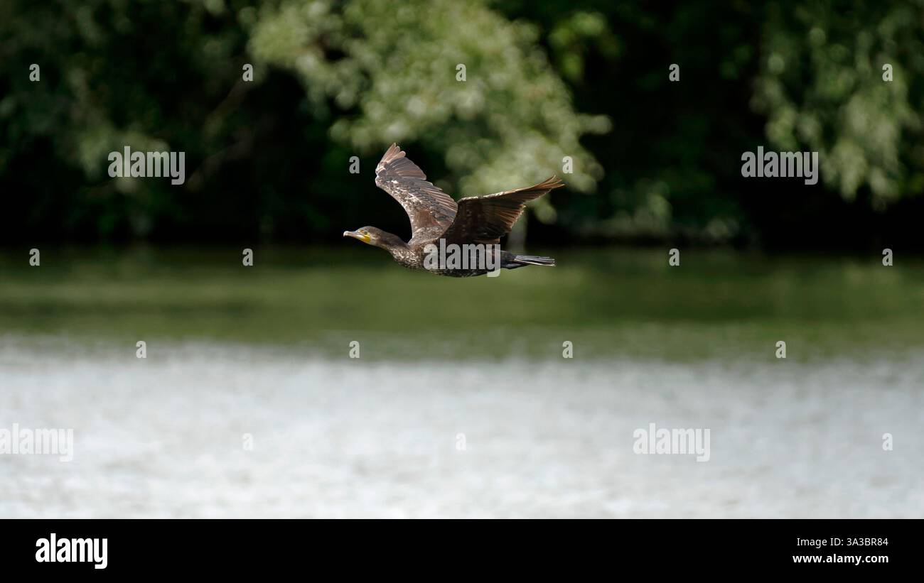 Grand Cormoran en vol - Phalacrocorax carbo - Great Cormorant flying Stock Photo - Alamy
