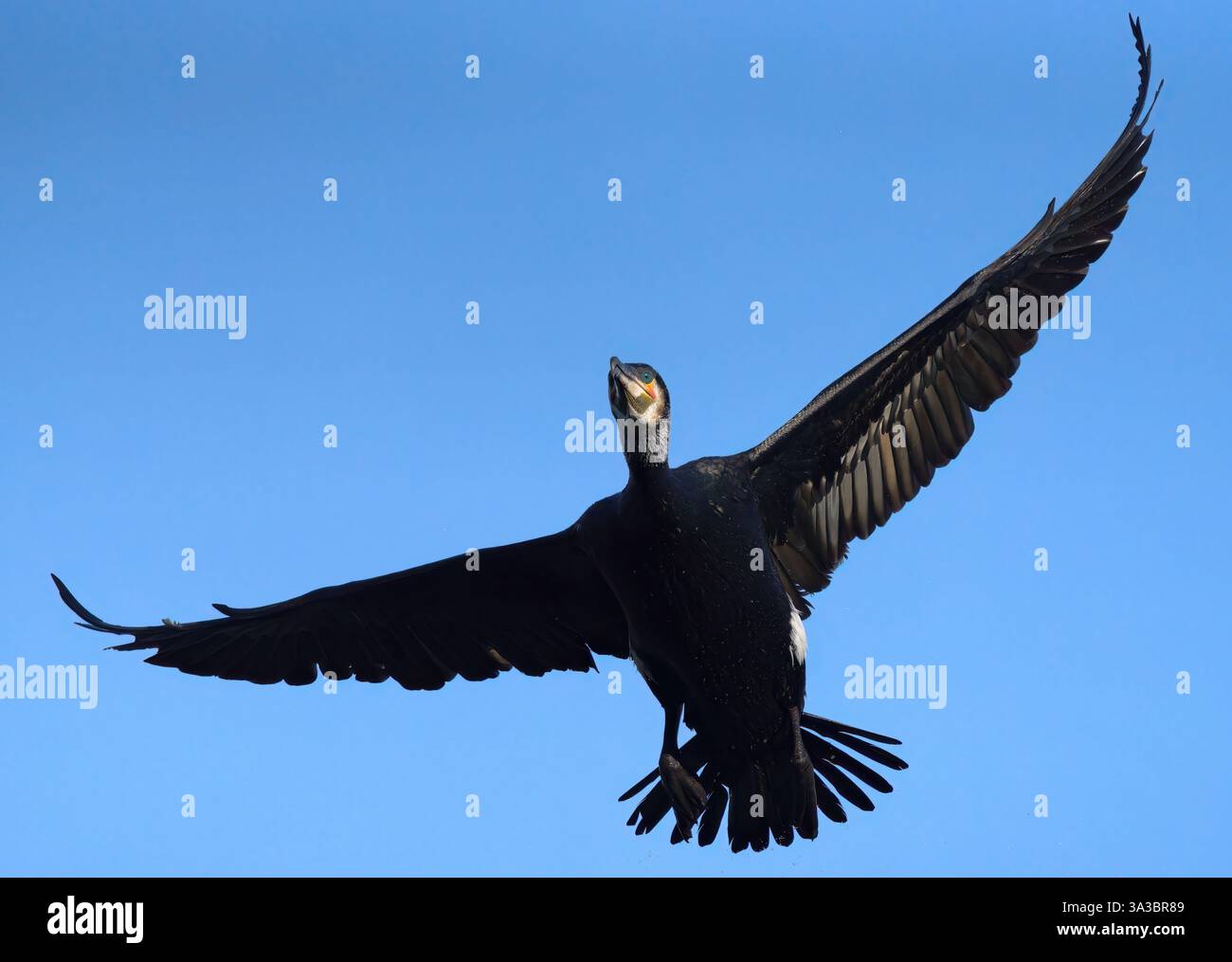 Grand Cormoran en vol - Phalacrocorax carbo - Great Cormorant flying Stock Photo - Alamy