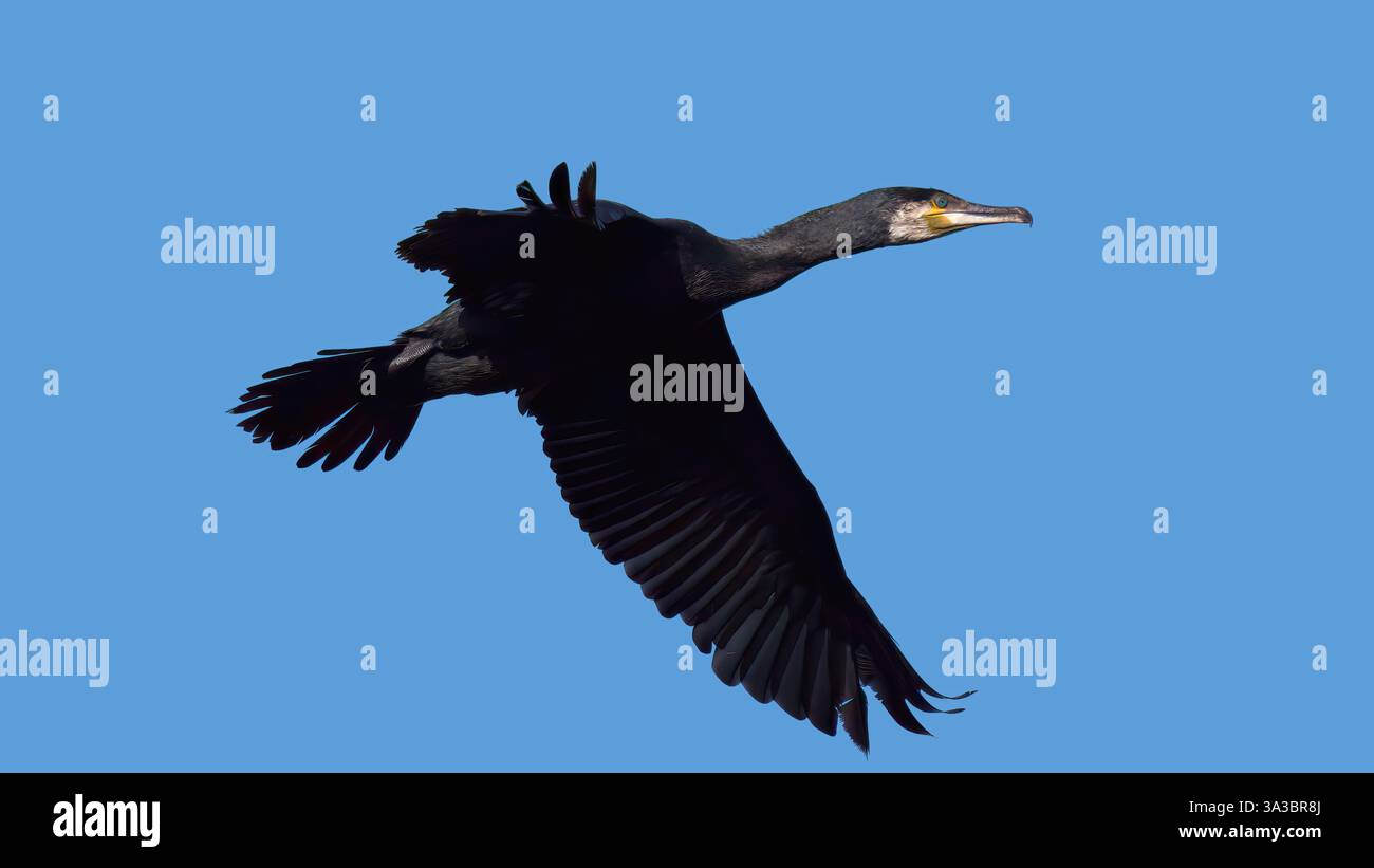 Grand Cormoran en vol - Phalacrocorax carbo - Great Cormorant flying Stock Photo - Alamy