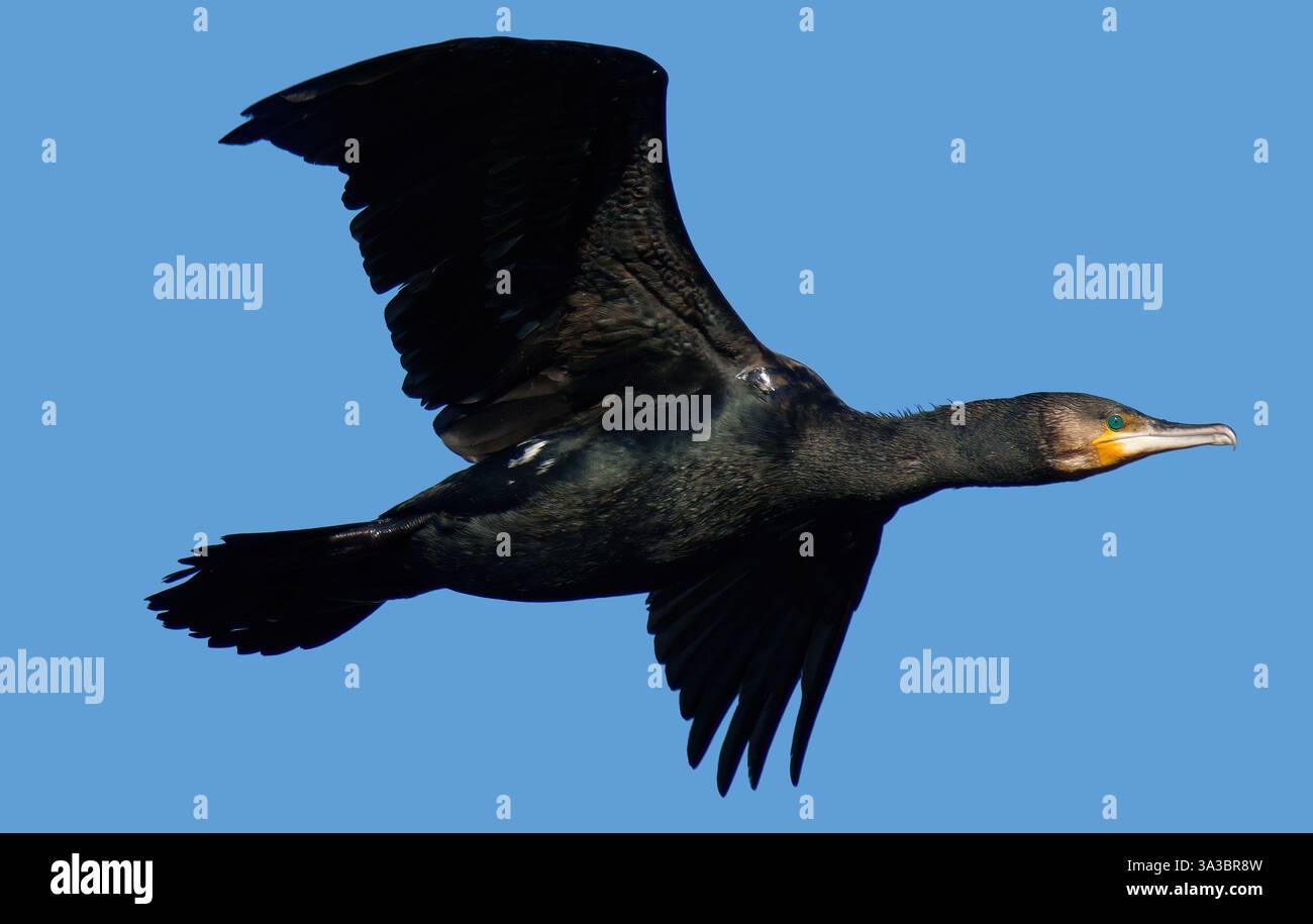 Grand Cormoran en vol - Phalacrocorax carbo - Great Cormorant flying Stock Photo - Alamy