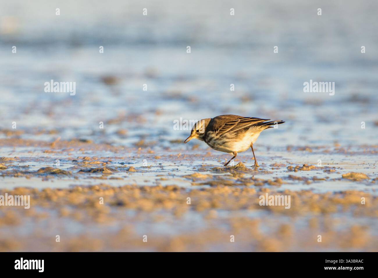 Water Pipit in Wetland Habitat Stock Photo - Alamy